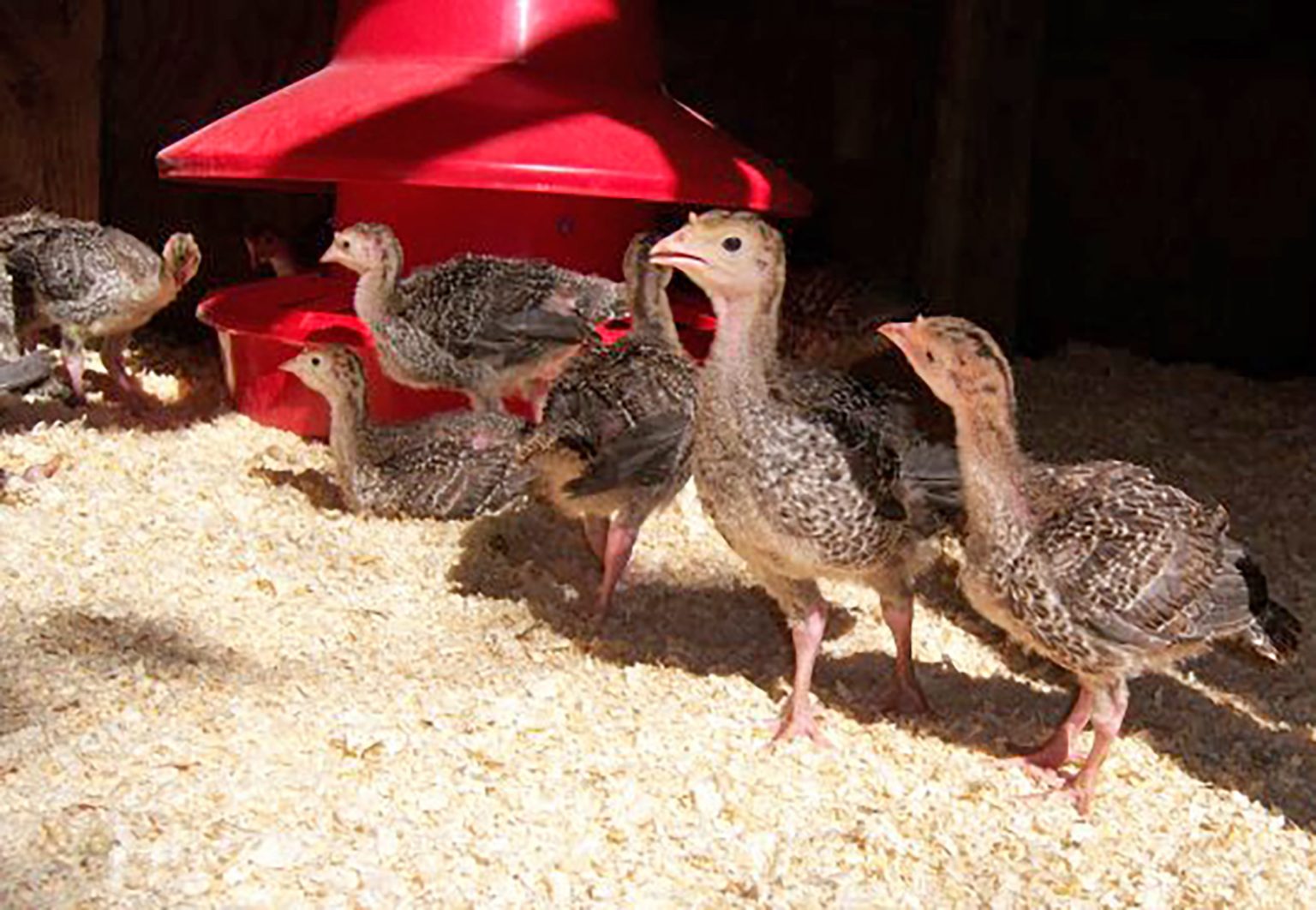 Raising Turkeys for Meat and Income - Backyard Poultry